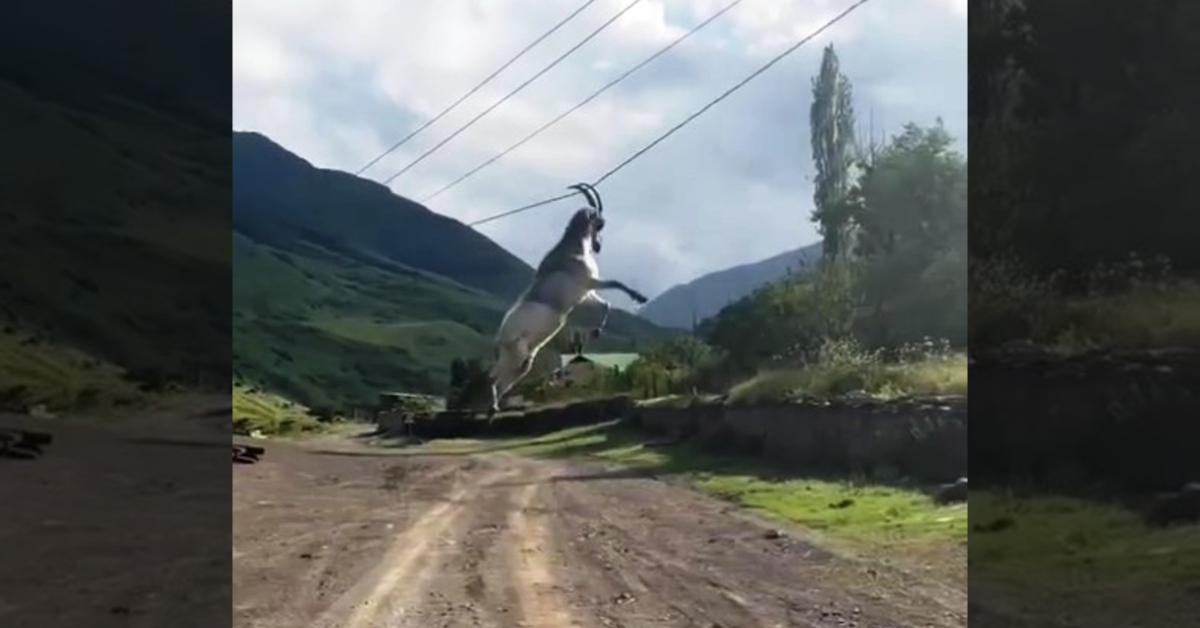 Napowietrzny koziołek